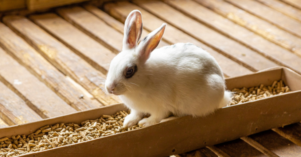 A How-To for Starting a Rabbit Farming Business - Aboitiz Foods